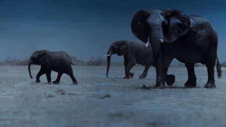 Top 20 documentare cu natură și animale. Listă cu documentare pe care ...
