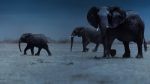 Top 20 documentare cu natură și animale. Listă cu documentare pe care ...