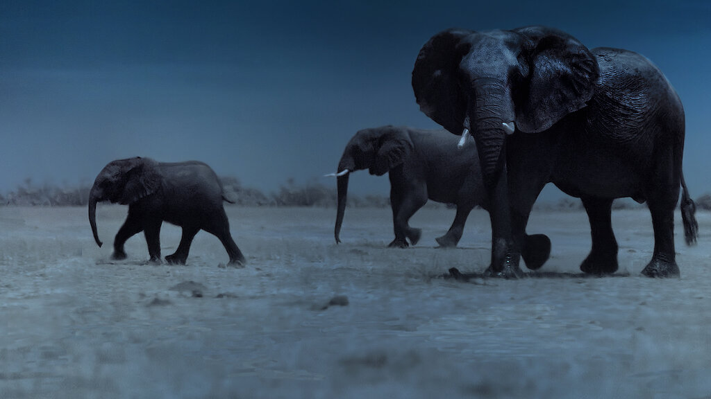 Top 20 documentare cu natură și animale. Listă cu documentare pe care ...